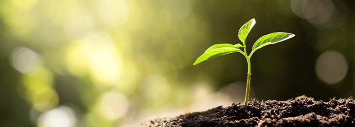 Sapling Plantation | Aster